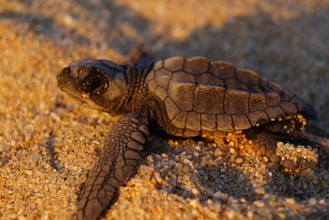 Cabo Turtle Release - Who Will Love This Tour?