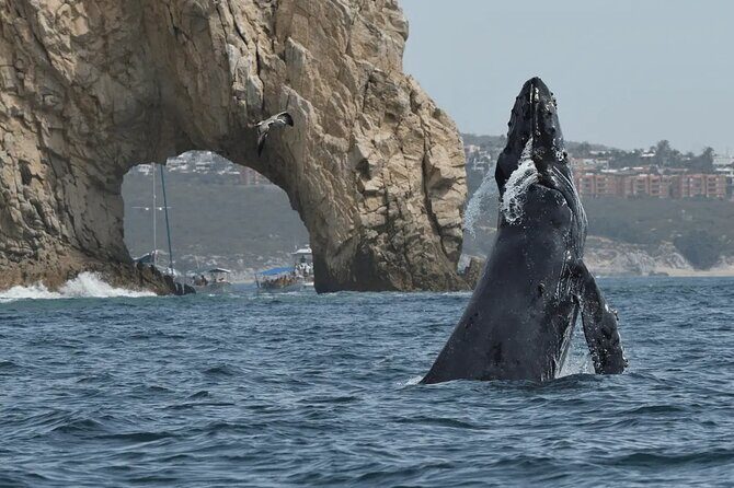Cabo Whale Watching Tour: 2 Hours at Arch & Lovers Beach - Introduction