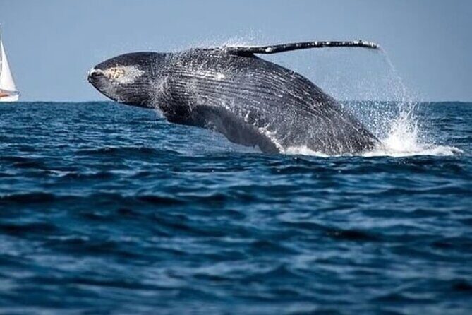 Cabo Whale Watching Tour: 2 Hours at Arch & Lovers Beach - Key Points