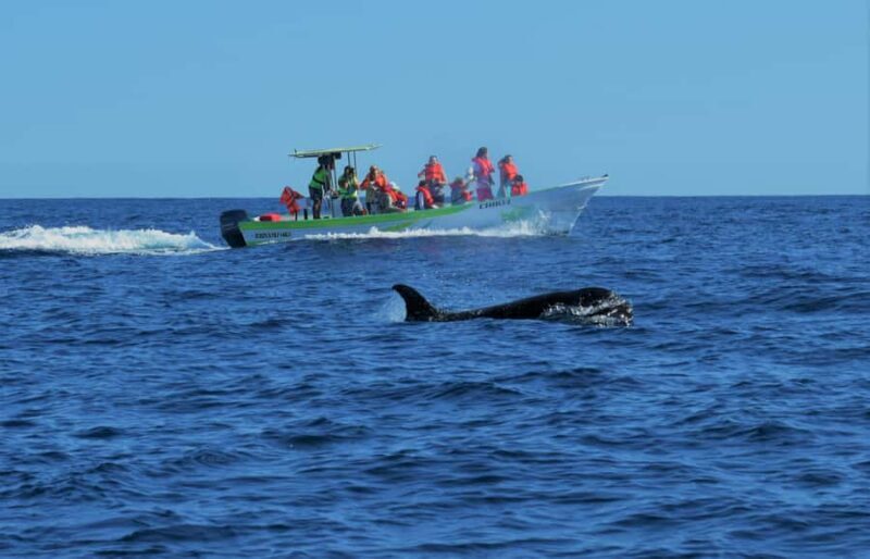 Cabo: Whale-Whatching Boat Trip w/ All-Women Crew and Photos - Key Points