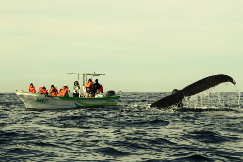Cabo: Whale-Whatching Boat Trip w/ All-Women Crew and Photos - The Itinerary in Detail