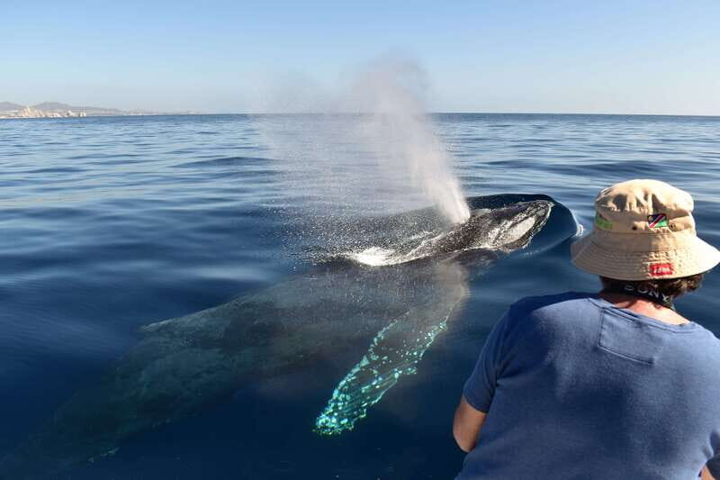 Cabo: Whale-Whatching Boat Trip w/ All-Women Crew and Photos - Key Points