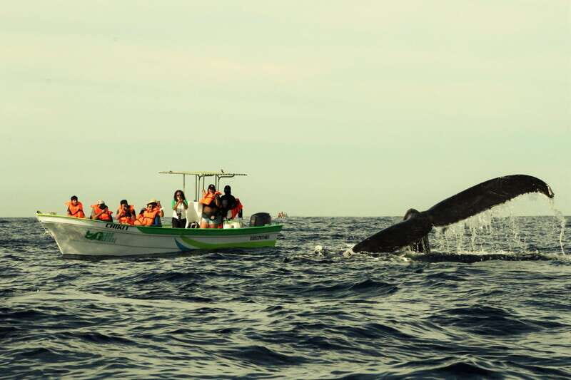 Cabo: Whale-Whatching Boat Trip w/ All-Women Crew and Photos - What Makes This Tour Stand Out