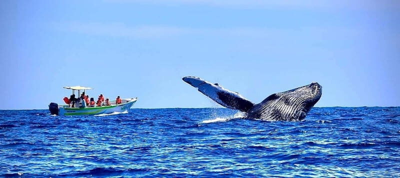Cabo: Whale-Whatching Boat Trip w/ All-Women Crew and Photos - The Small Boat Advantage