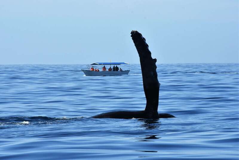 Cabo: Whale-Whatching Boat Trip w/ All-Women Crew and Photos - The Guides and Crew