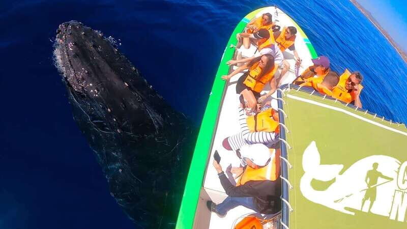 Cabo: Whale-Whatching Boat Trip w/ All-Women Crew and Photos - Practical Considerations