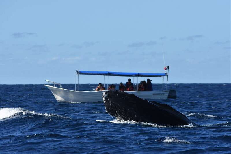 Cabo: Whale-Whatching Boat Trip w/ All-Women Crew and Photos - Who Should Choose This Tour?