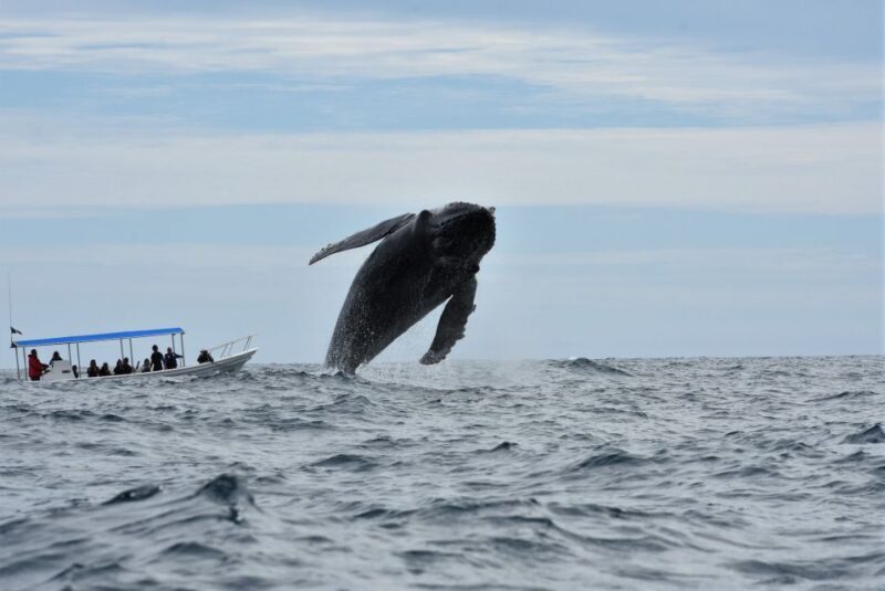 Cabo: Whale-Whatching Boat Trip w/ All-Women Crew and Photos - FAQ