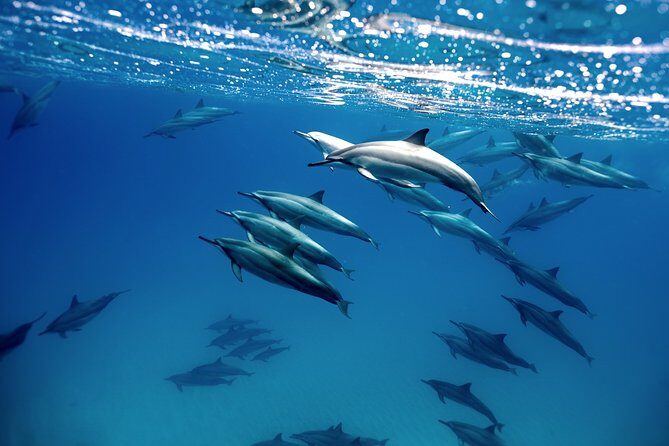 Cabo Wildlife SAFARI - The Vessel and Group Size
