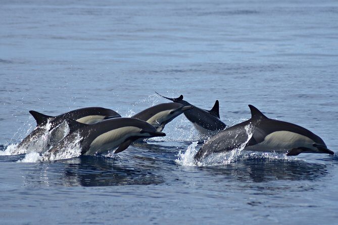Cabo Wildlife SAFARI - Wildlife Spotting and Snorkeling