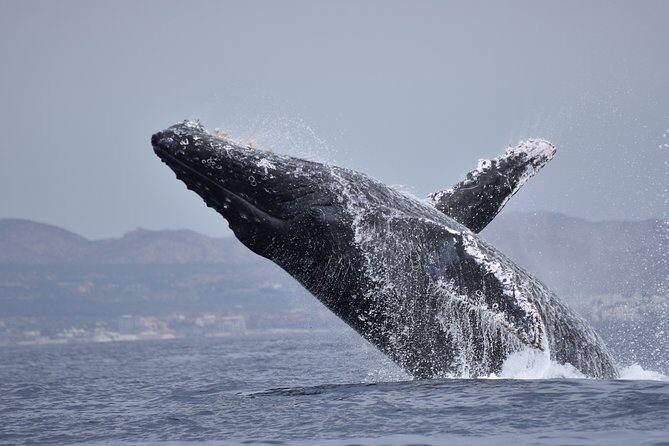 Cabo Wildlife SAFARI - Wildlife Encounters and Seasonality