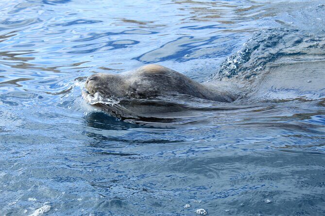 Cabo Wonders: Snorkeling at the Arch in Cabo - The Experience Provider: A Closer Look