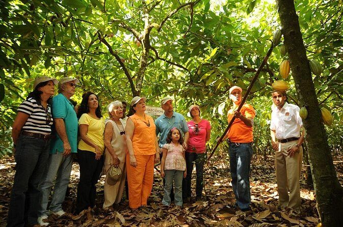 Cacao Plantation and Chocolate Factory Tour- Chocolate Lovers - What the Reviews Say