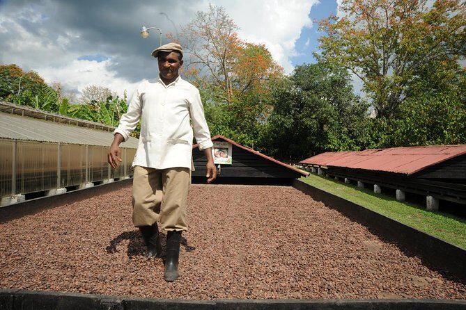 Cacao Plantation and Chocolate Factory Tour- Classic - The Experience in Detail: What to Expect