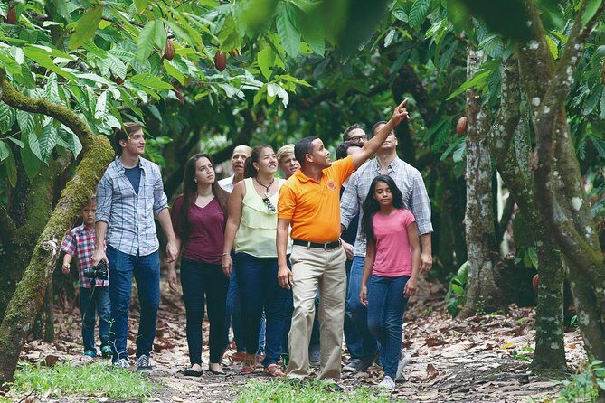 Cacao trail and making of chocolate tour from Santo Domingo - A Hands-On Chocolate Adventure in the Dominican Republic