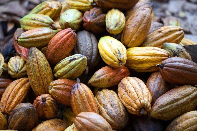 Cacao trail and making of chocolate tour from Santo Domingo - Frequently Asked Questions