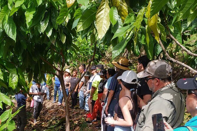 Cacao Walking Tour in Puerto Rico - Exploring the Cacao Walking Tour in Puerto Rico: A Deep Dive