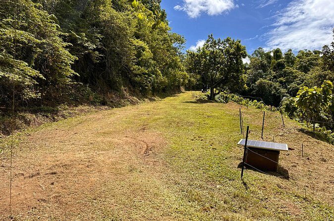 Cacao Walking Tour in Puerto Rico - Who Will Enjoy This Tour?