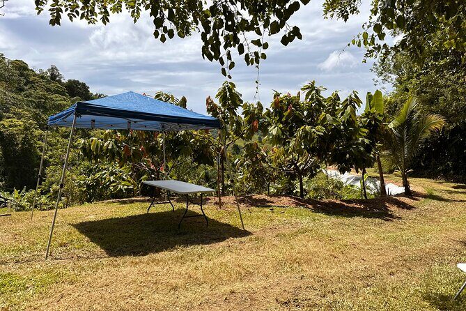 Cacao Walking Tour in Puerto Rico - FAQs about the Cacao Walking Tour