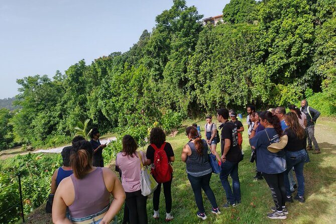 Cacao Walking Tour in Puerto Rico - Final Reflection