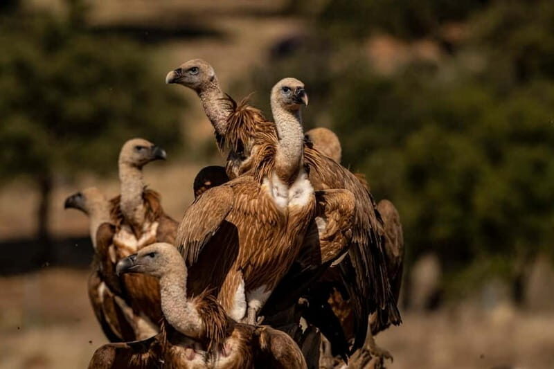 Cáceres: Monfrague Wildlife Full-Day Tour - Cáceres: Monfrague Wildlife Full-Day Tour — A Nature Lover’s Dream