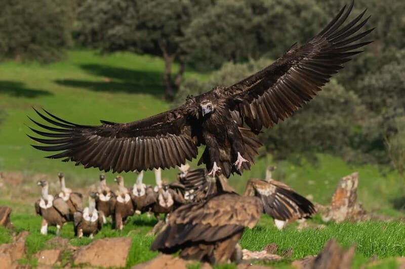 Cáceres: Monfrague Wildlife Full-Day Tour - Who Should Book This Tour?