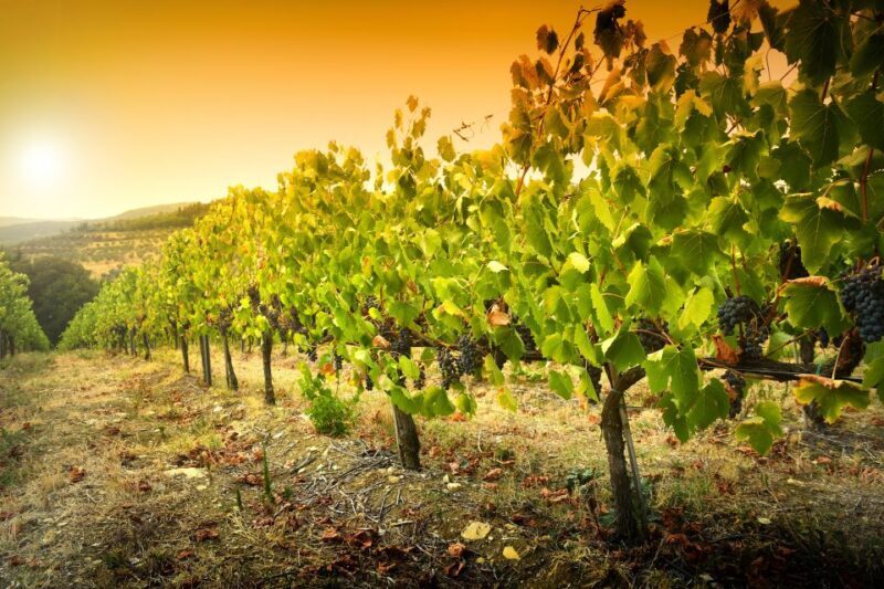 Cáceres: Winery Tour and Wine Tasting with Local Guide - Final Thoughts