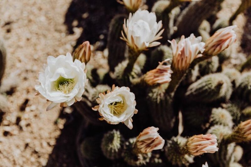 Cactus Country: Entry Ticket - Key Points