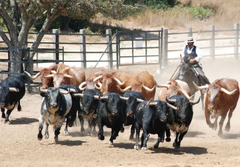 Cadiz: Andalusian Horses and Bulls Country Show - Key Points