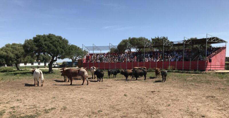 Cadiz: Andalusian Horses and Bulls Country Show - A Closer Look at the Experience