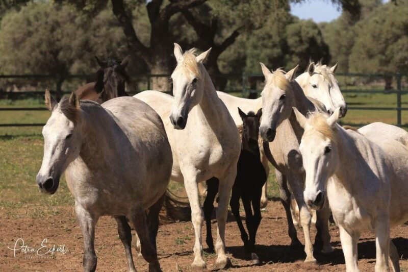Cadiz: Andalusian Horses and Bulls Country Show - Final Thoughts: Is It Worth It?