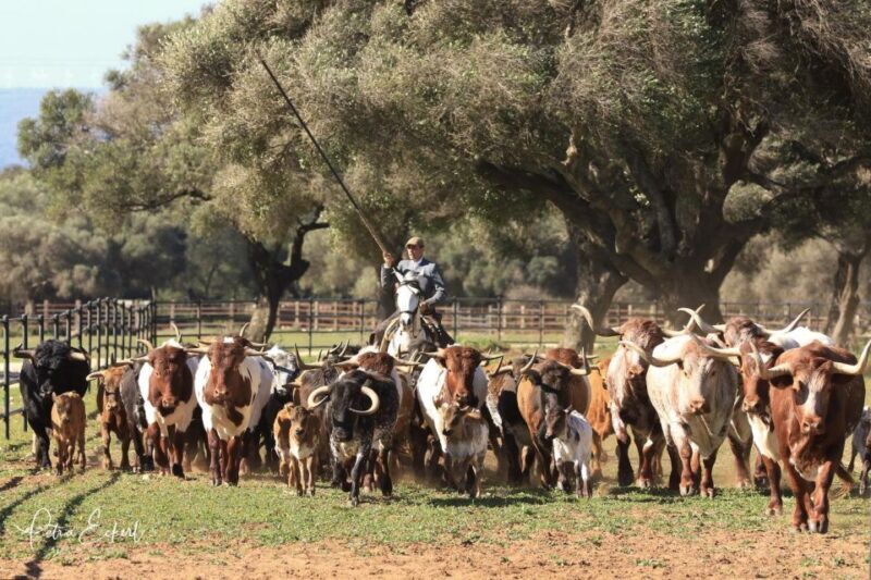 Cadiz: Andalusian Horses and Bulls Country Show - Frequently Asked Questions