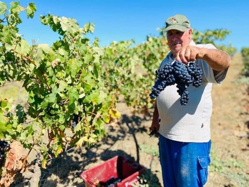 Cadiz: Countryside Finca Ecological Wine Tasting - Practical Details and Value