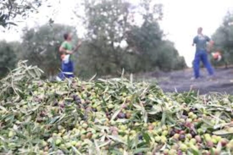 Cadiz: Countryside Finca Ecological Wine Tasting - FAQ