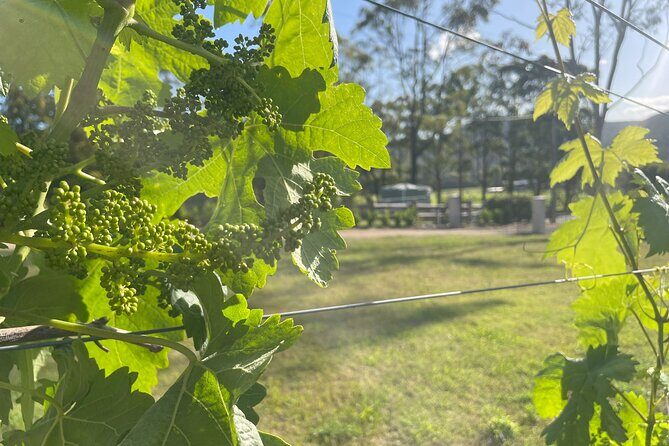 Caels Gate Wine and Cheese Tasting in Hunter Valley - The Sum Up