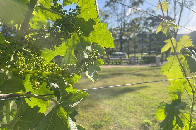 Caels Gate Wine Tasting in Hunter Valley - The Setting and Location