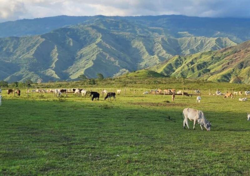 Cagayan de Oro: Sunrise Mountain Trek (BUKIDNON) - Why This Tour Is Worth Considering