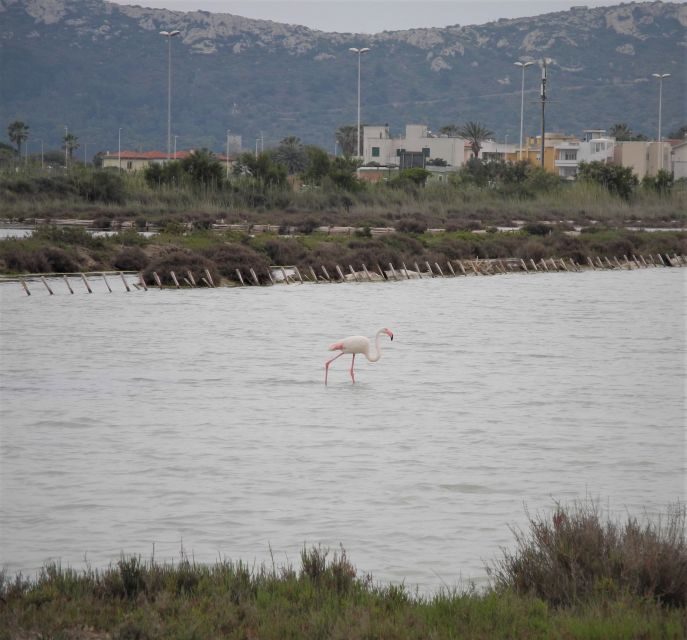 Cagliari: Bike Tour in the Flamingo Oasis - Final Thoughts