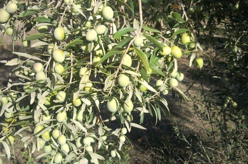 Cagliari: Exclusive Extra Virgin Olive Oil Tour at Museum - FAQ