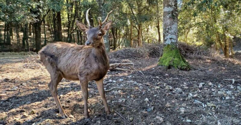 Cagliari: hiking on the deers' trail in Sette Fratelli Park - An In-Depth Look at the Deers’ Trail Excursion
