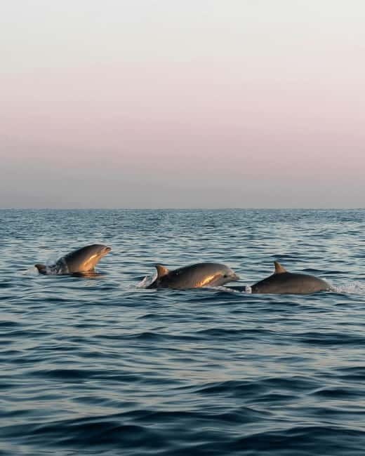 Cagliari Private Boat Tour: Swim, Prosecco, Aperitif & Chill - FAQ