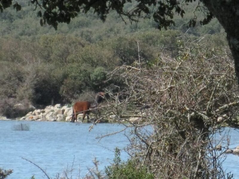 Cagliari: Su Nuraxi Barumini Unesco & Giara Horses 4h Tour - Final Thoughts