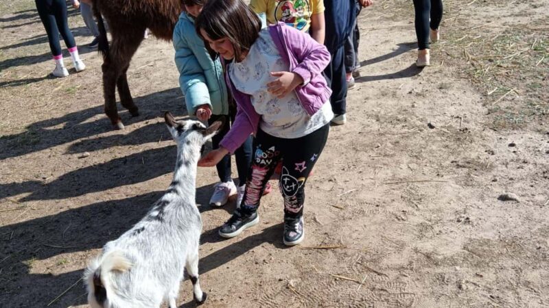 Cagliari: visit the animals of a farm - The Sum Up
