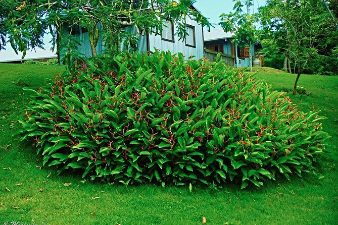 Caguas Cultural Day Trip from San Juan Including Botanical Garden and Lunch - Final Thoughts