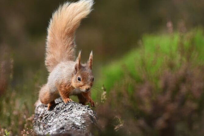 Cairngorms; Highest Mountains, Bonnie Lochs & Ancient Forests - A Closer Look at the Itinerary
