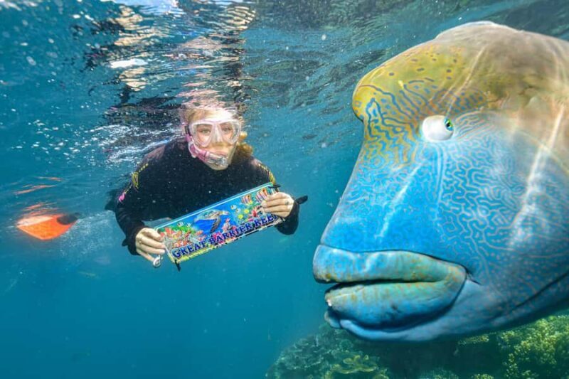 Cairns: 2-Day Barrier Reef Pontoon & Fitzroy Island Tour - The Itinerary: What You Can Expect