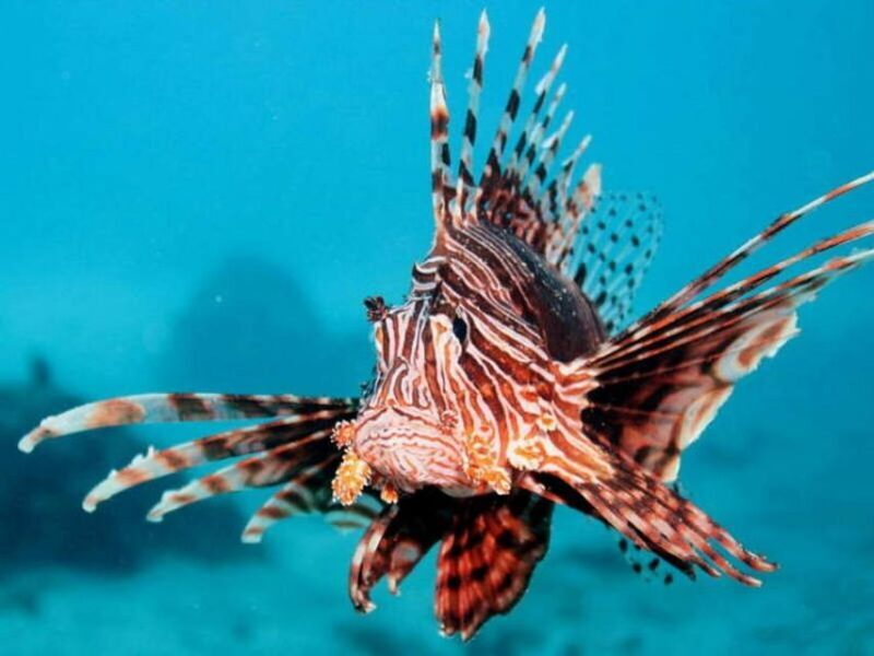 Cairns: 2-Day Great Barrier Reef Dive and Snorkel Boat Trip - What to Expect and What Not to Miss