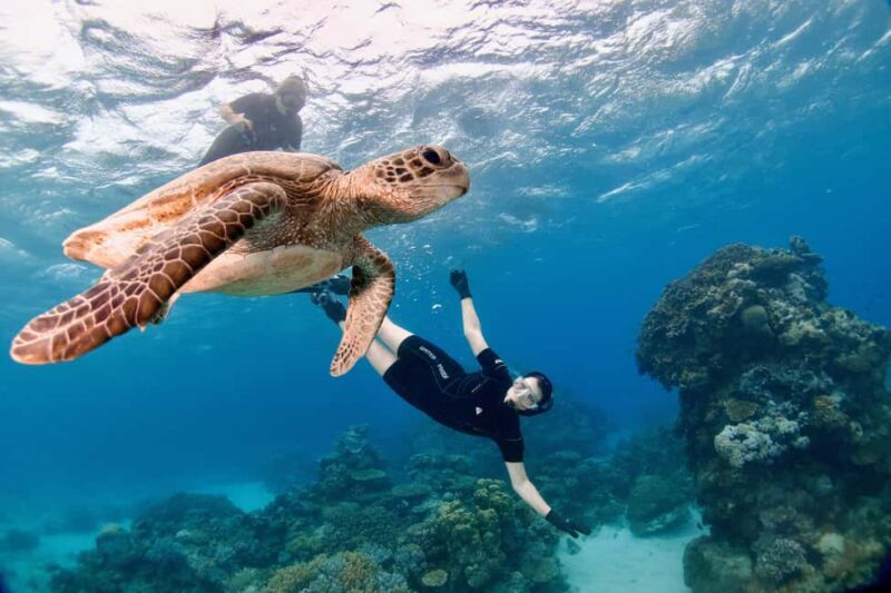 Cairns: All-Inclusive Great Barrier Reef Half-Day Snorkeling - Who This Tour Is Best For