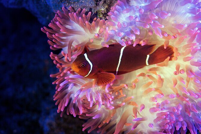 Cairns Aquarium by Twilight Tour - What You’ll Experience: Breakdown of the Itinerary