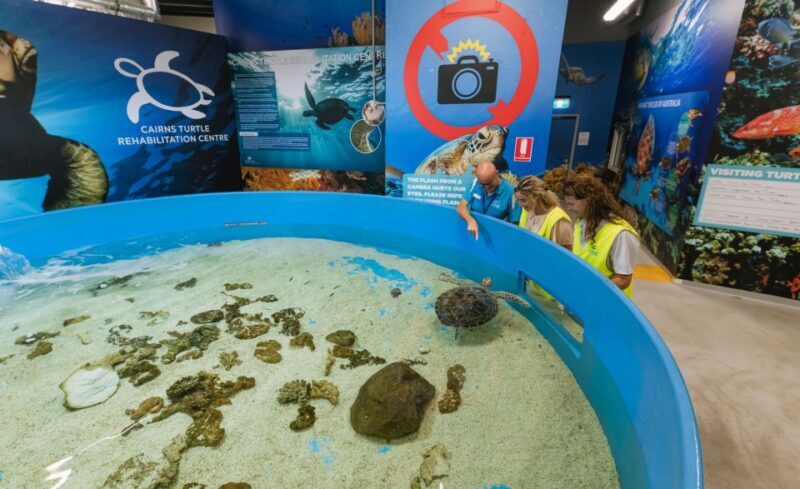 Cairns: Aquarium Entry Ticket and Turtle Rehabilitation Tour - A Closer Look at the Aquarium Experience